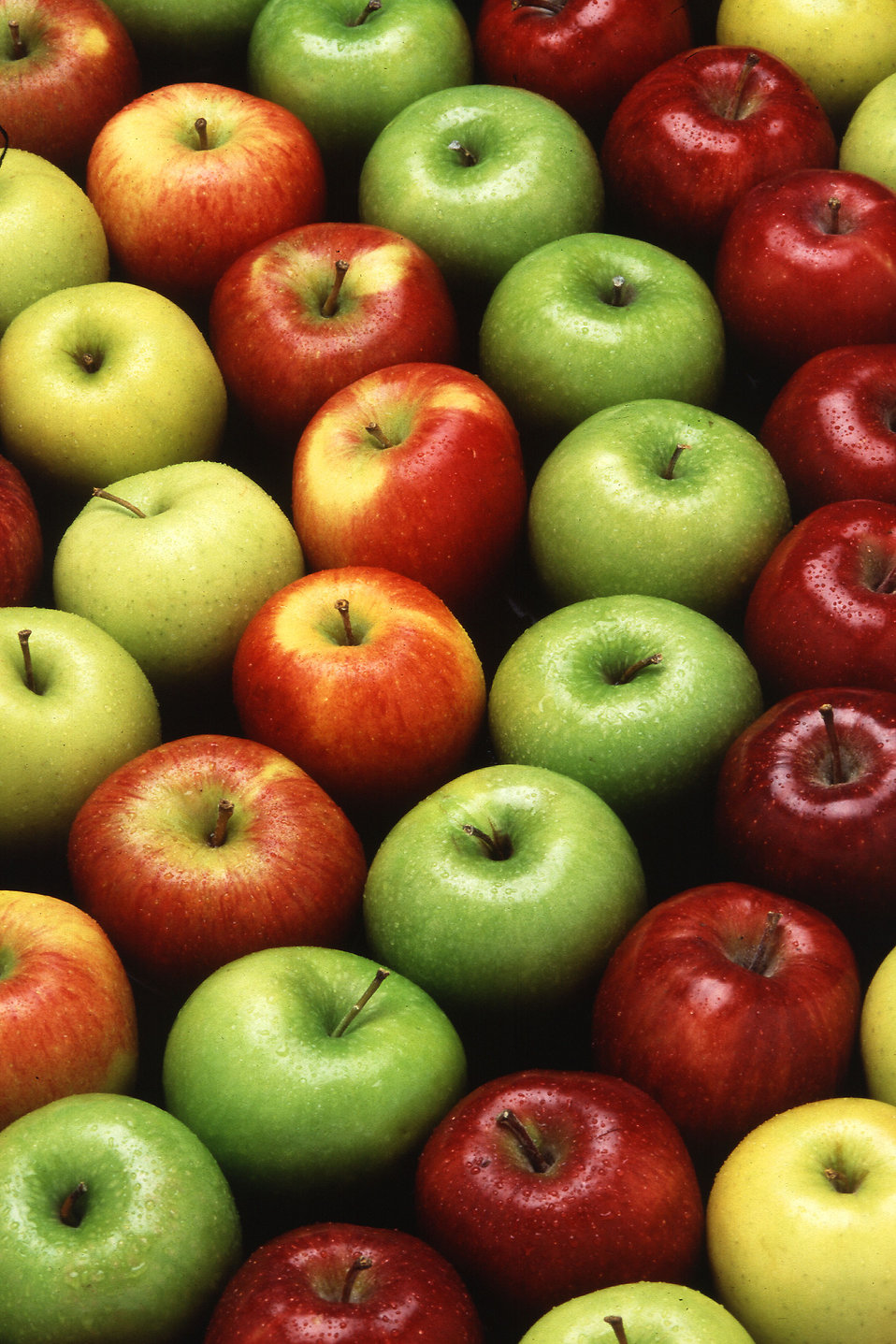 Apples Free Stock Photo Multiple Types Of Apples Lined Up In A