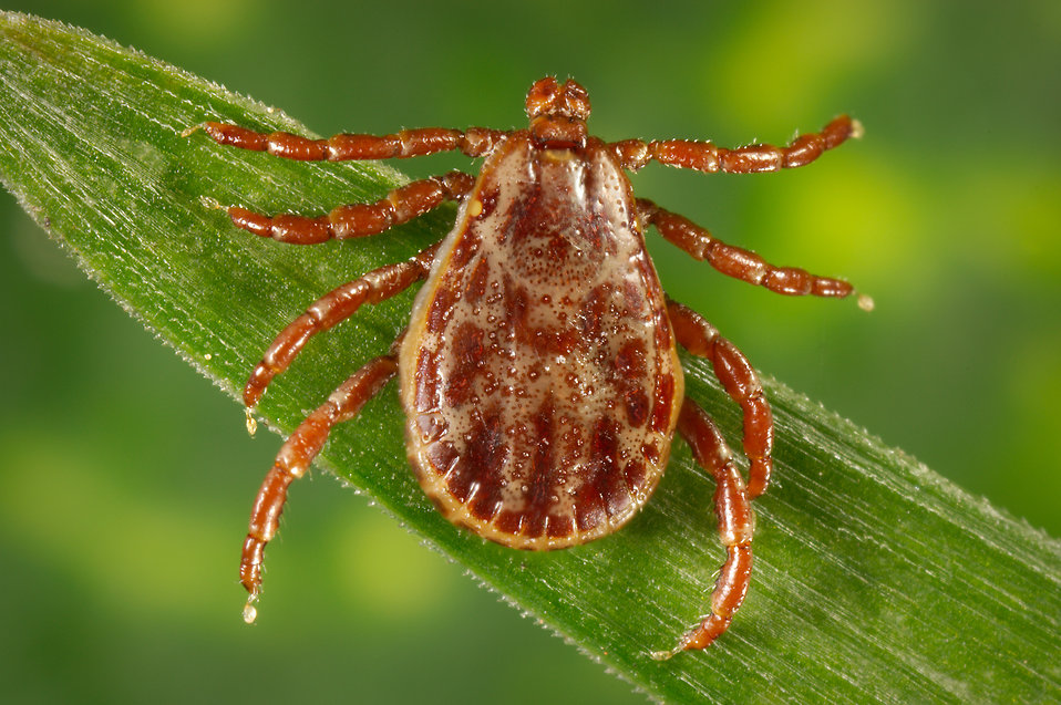 Tick Free Stock Photo Close up Of A Tick 16970