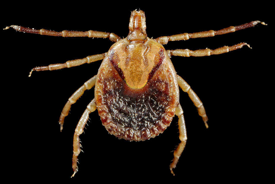 Tick Free Stock Photo Close up Of A Tick 16976