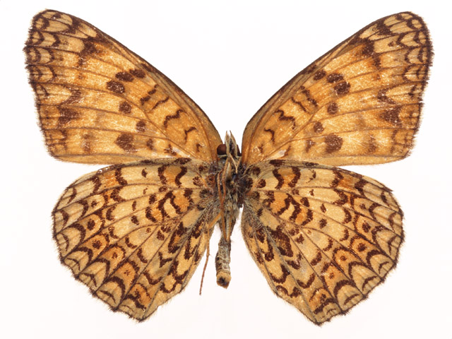 Butterfly | Free Stock Photo | A brown butterfly isolated on a white ...